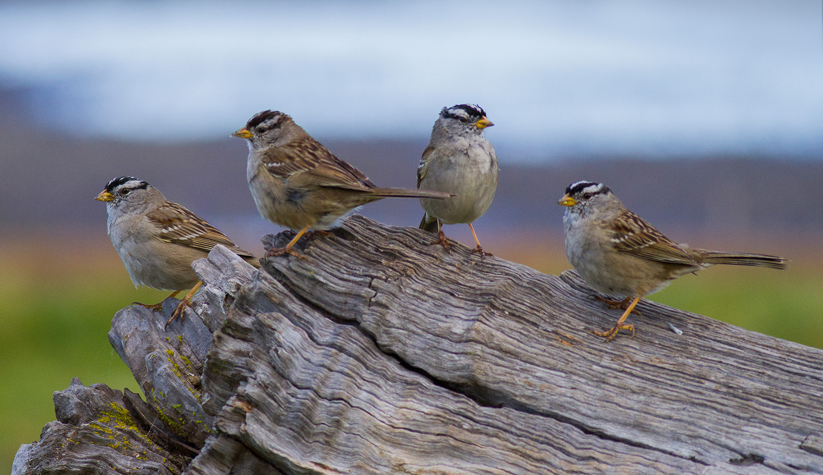 What Is a Group of Sparrows Called? Discover the Charm Behind the Names!