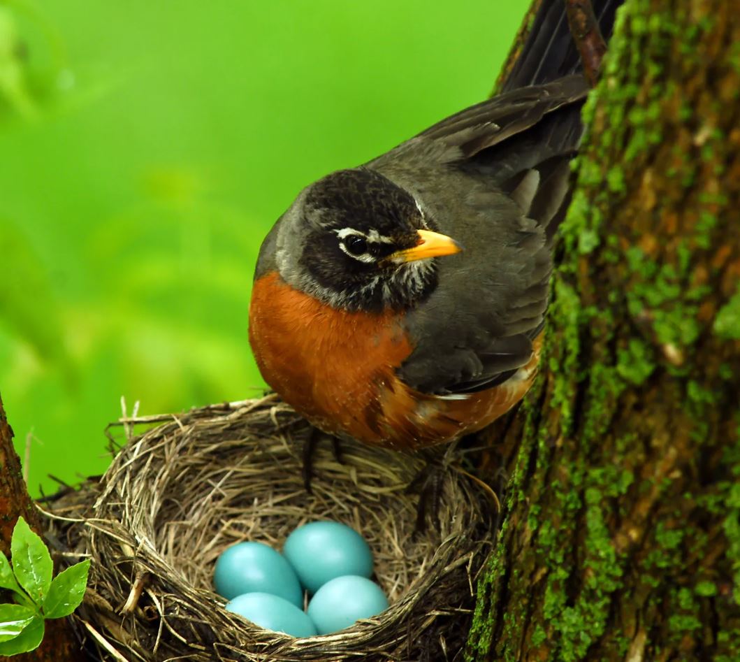 How Long Do Robins Live? Plus 5 Things That Help Them Survive Longer