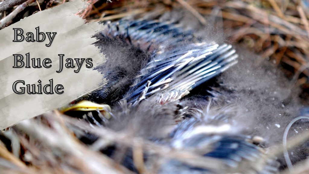 Baby Blue Jays: Life Stages, Care Tips, and What to Do If You Find One ...