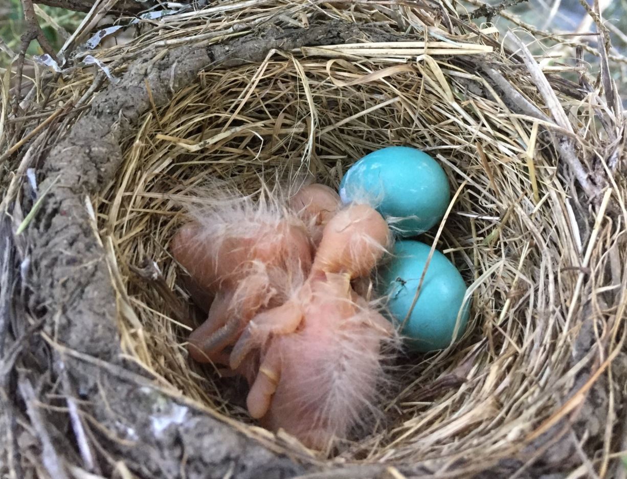 Baby Robin: What They Look Like, Eat & When They Leave the Nest