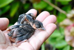 Baby Robin: What They Look Like, Eat & When They Leave the Nest