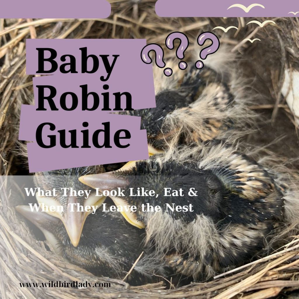 Baby Robin: What They Look Like, Eat & When They Leave the Nest