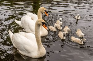 What Do Swans Eat? The Elegant Diet of These Graceful Birds Revealed!