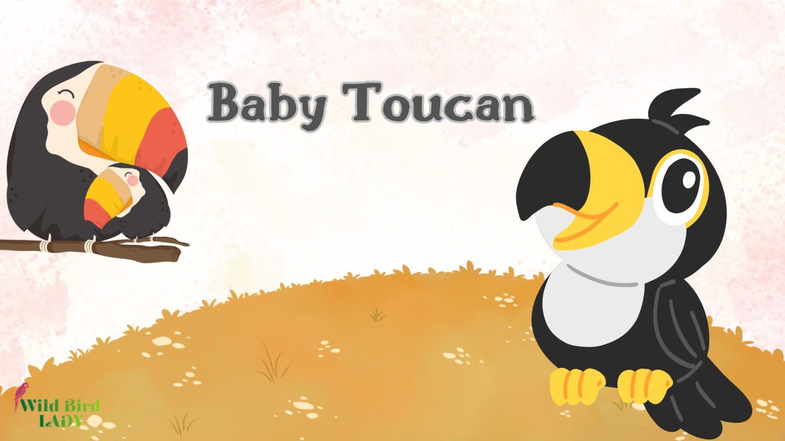 Baby Toucan: What They Look Like, Eat & How They Grow in the Wild