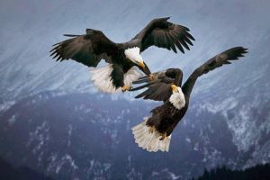 Where Do Bald Eagles Live? Discover Their Habitat, Range & Nesting Secrets