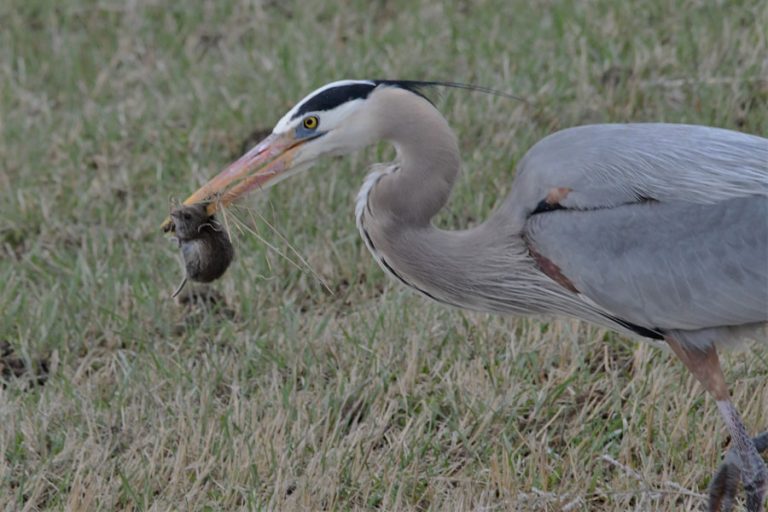 What Do Herons Eat? You Won’t Believe What’s on the List!