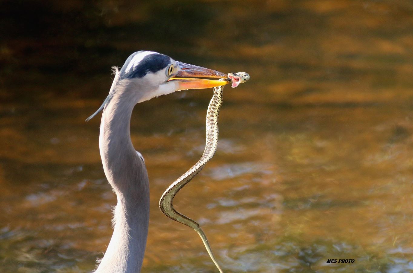 What Do Herons Eat? You Won’t Believe What’s on the List!