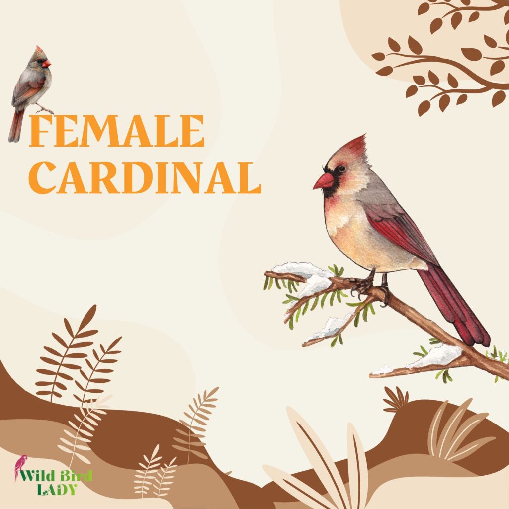 Female Cardinal Bird: How to Identify This Stunning Songbird in Your Backyard