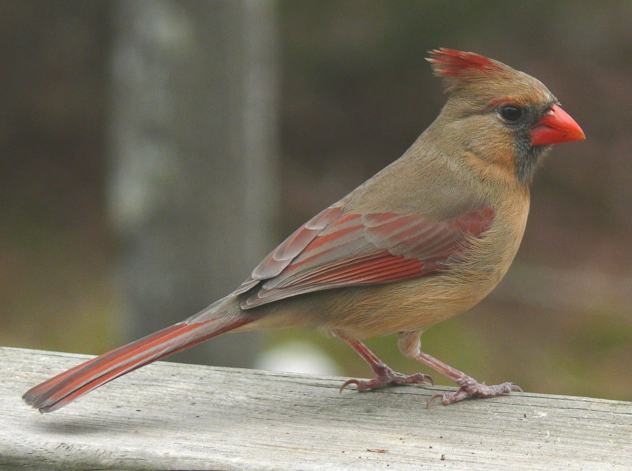 Female Cardinal Bird: How to Identify This Stunning Songbird in Your ...