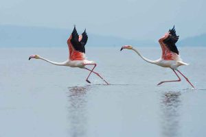 Do Flamingos Fly? The Truth About Their Graceful Yet Surprising Flight ...
