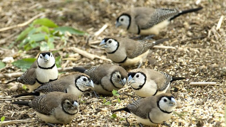 What Is a Group of Finches Called? The Charming Answer Will Surprise You!