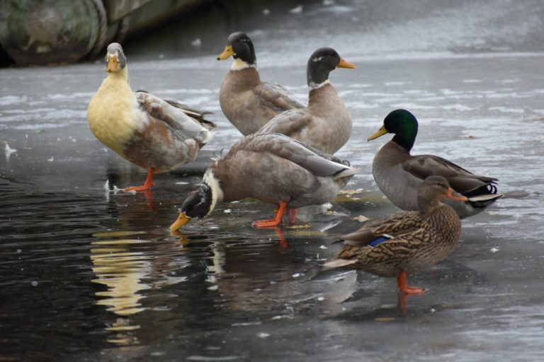 Do Ducks Mate for Life? The Surprising Truth About Duck Love and Loyalty