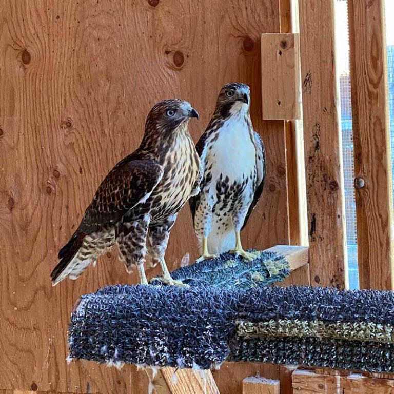 Juvenile Red-Tailed Hawk: How to Identify This Young Raptor in the Wild