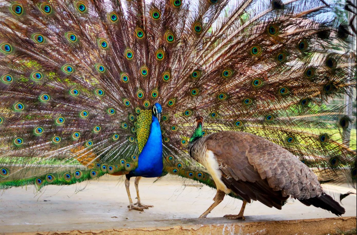 Female Peacocks vs. Males: Surprising Differences You’ve Never Noticed