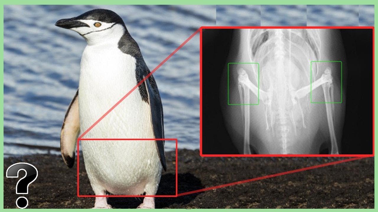 Do Penguins Have Knees? The Surprising Truth Beneath Their Waddle!