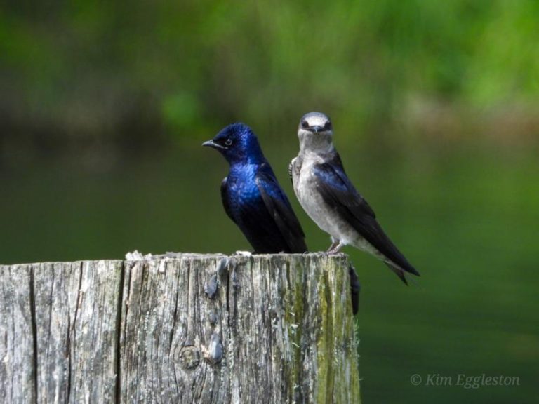 Black Birds in Florida: 25 Striking Species You’ll See All Year Round