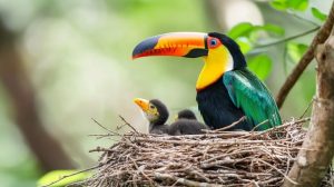 Baby Toucan: What They Look Like, Eat & How They Grow in the Wild