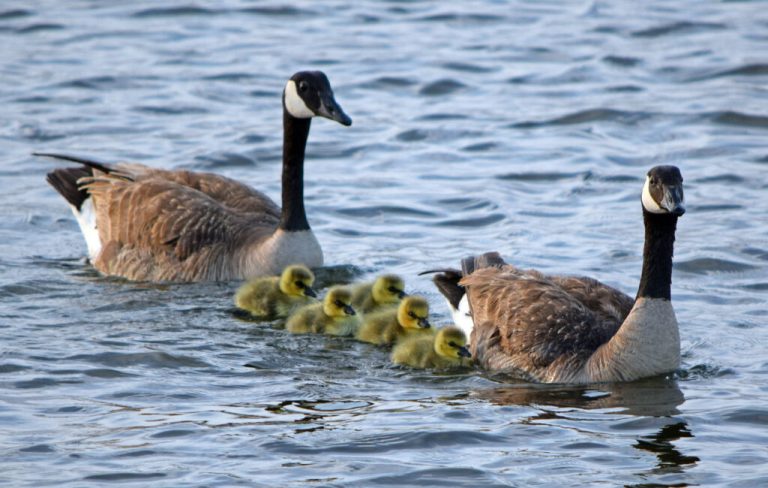 How Long Do Geese Live? Discover the Secrets to Their Long Life!