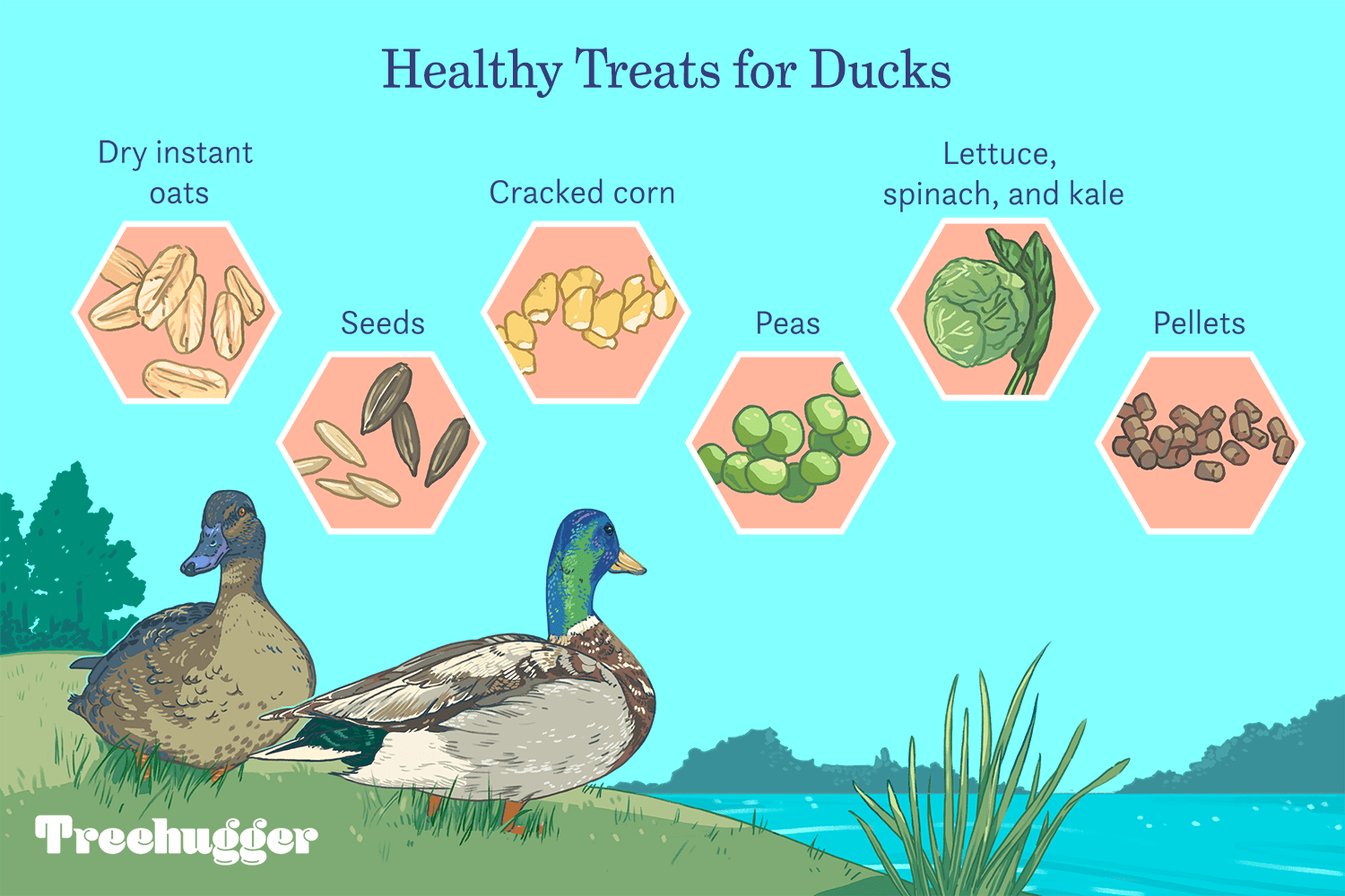 What Do Ducks Eat? The Complete Guide to a Duck’s Diet (With Pictures!)