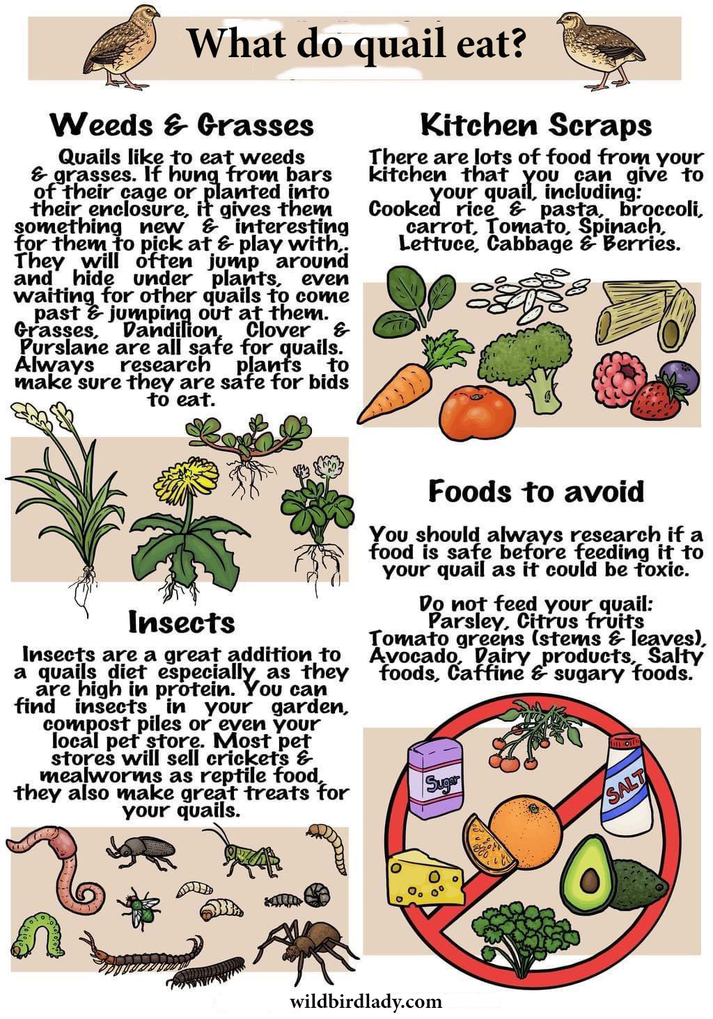 What Do Quail Eat? The Complete Guide to Feeding Happy, Healthy Birds