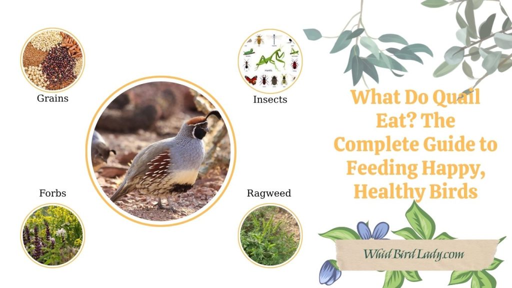 What Do Quail Eat? The Complete Guide to Feeding Happy, Healthy Birds