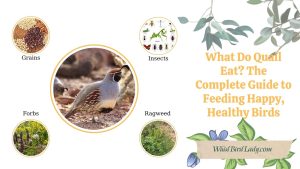 What Do Wrens Eat? A Complete Guide to Wren Food and Diet