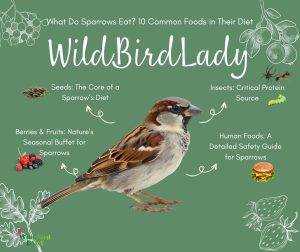 What Do Sparrows Eat? 10 Common Foods in Their Diet