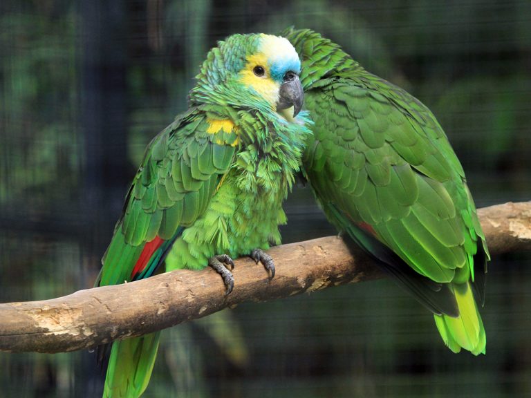 How Long Do Parrots Live as Pets vs. in the Wild? Lifespan Guide by Species
