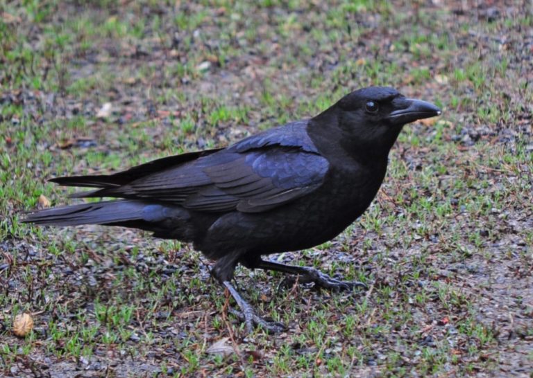 Are Birds Omnivores? A Deep Dive Into Avian Diets and Feeding Behavior