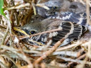 Baby Mockingbird: Identification, Care, and How They Grow