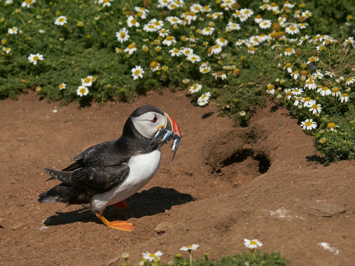 Baby Puffins 101: What They Look Like, Eat, and How They Grow Up