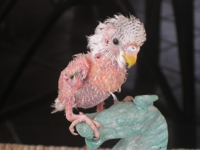 What Happens to an Owl Without Feathers? (With Real Photos)