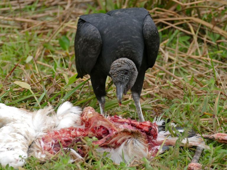 What Do Vultures Eat? Uncovering the Diet of Nature’s Clean-Up Crew