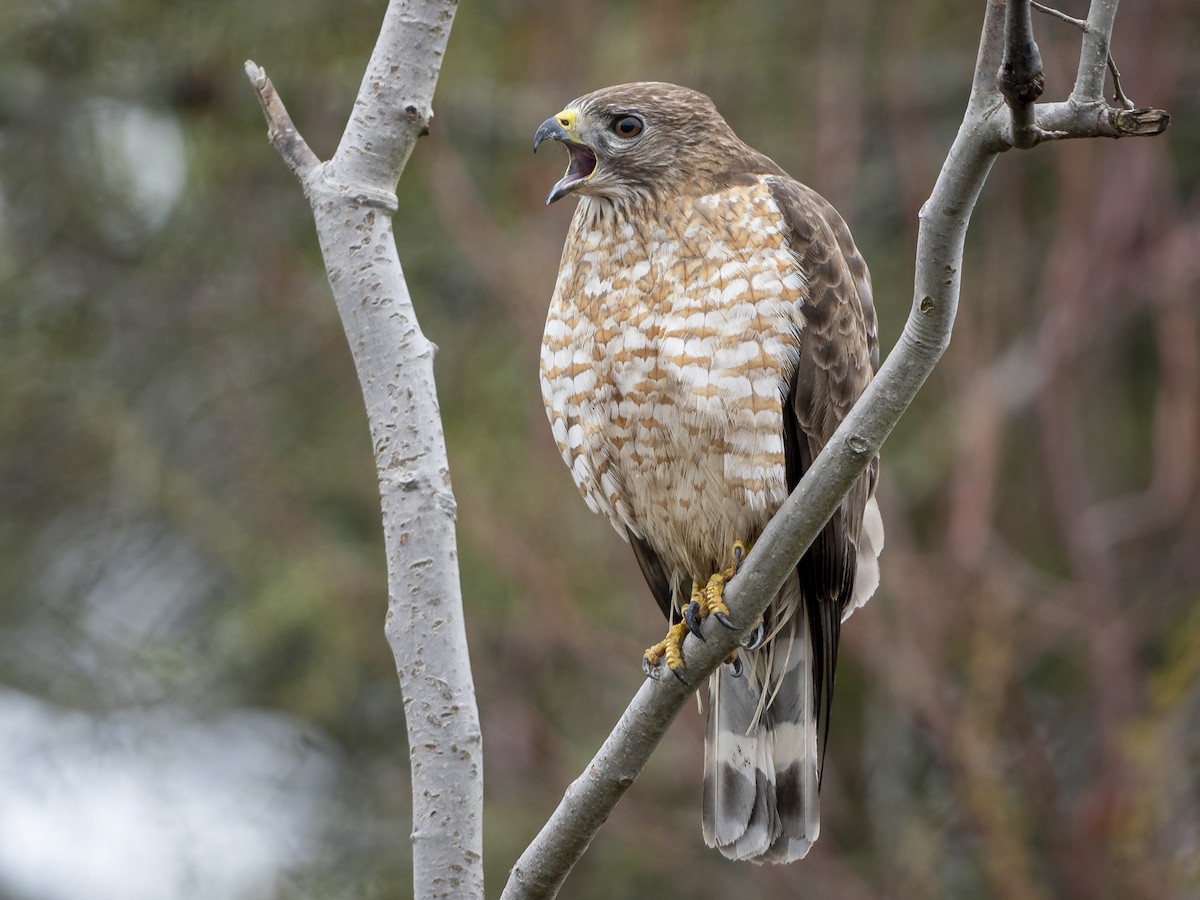 Hawks in New York: Identification Guide, Sounds & Where to Spot Them