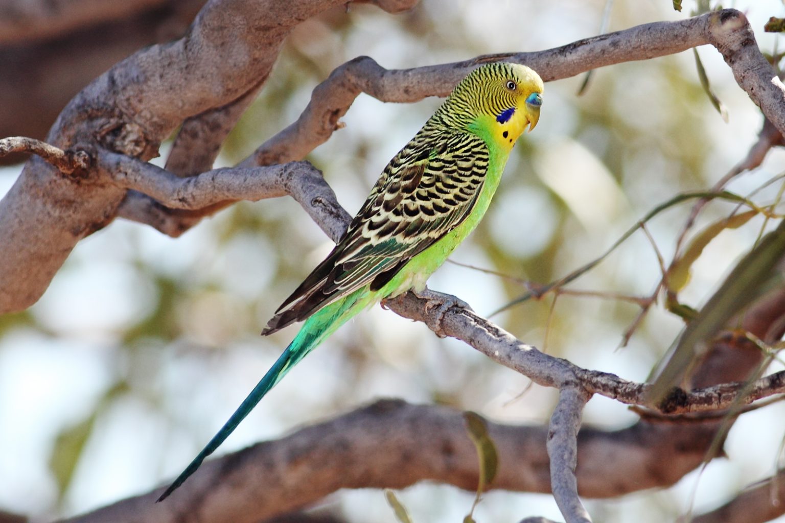 How Long Do Parrots Live as Pets vs. in the Wild? Lifespan Guide by Species