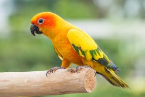 How Long Do Parrots Live as Pets vs. in the Wild? Lifespan Guide by Species