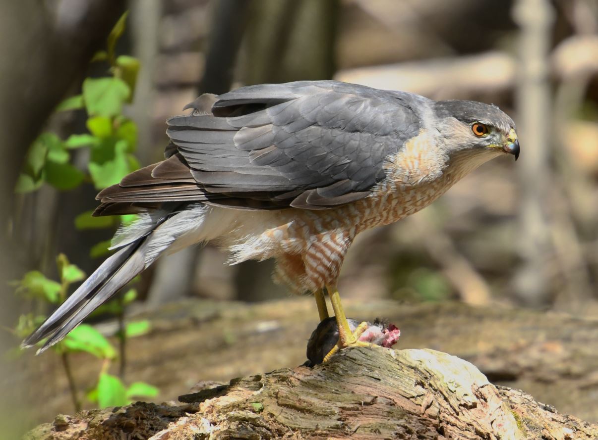 Hawks in New York: Identification Guide, Sounds & Where to Spot Them