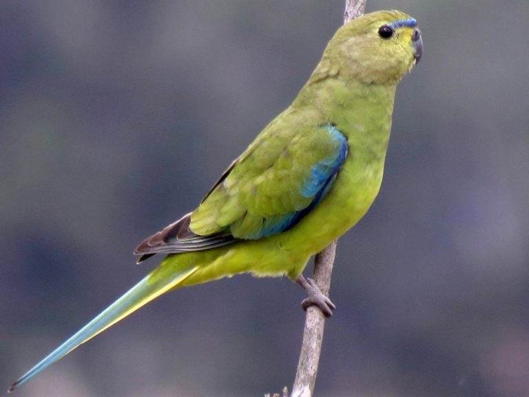 Top 25 Popular Parakeet Species (with Photos & Care Tips)