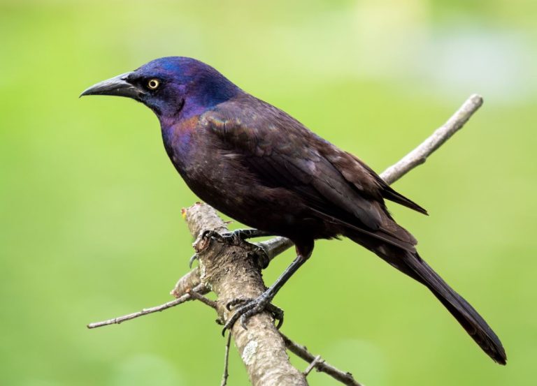 Grackle vs Starling: How to Tell These Common Backyard Birds Apart