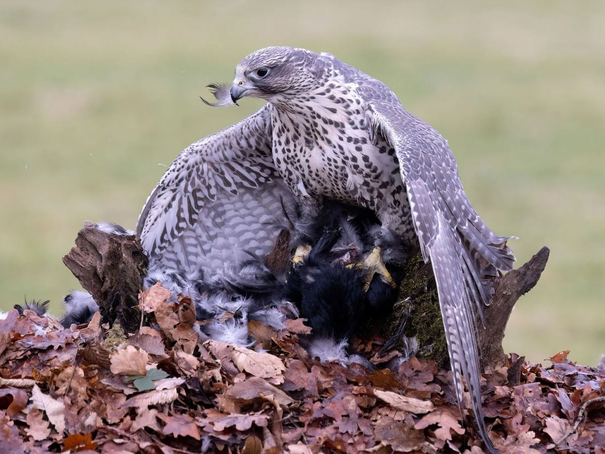 What Do Falcons Eat and How Do They Hunt? Inside the Life of a Sky Predator