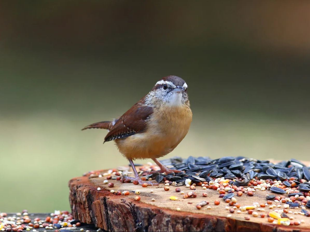 What Do Wrens Eat? A Complete Guide to Wren Food and Diet
