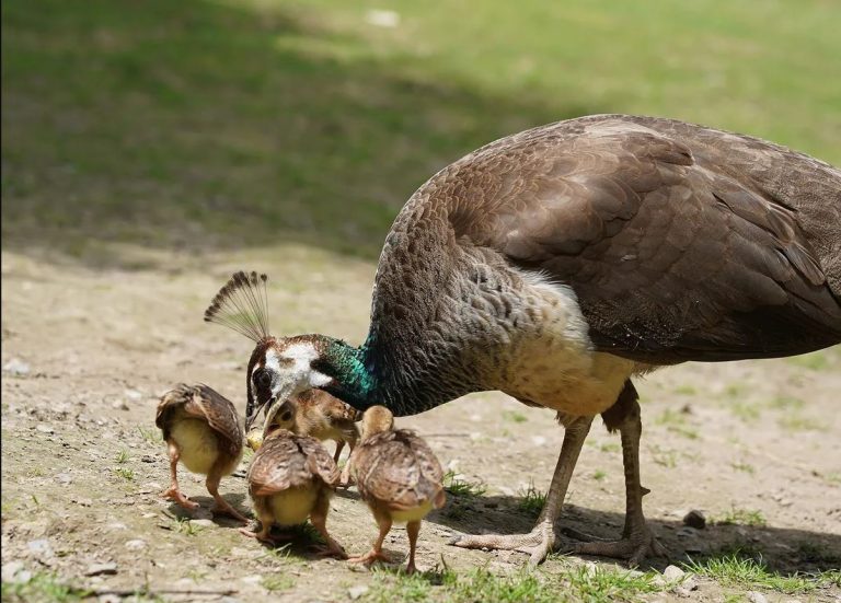 What Do Peacocks Eat? Everything You Need to Know