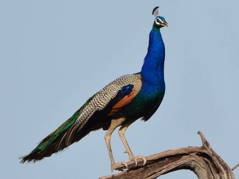 Where Do Peacocks Live? A Colorful Journey Through Their Natural and ...