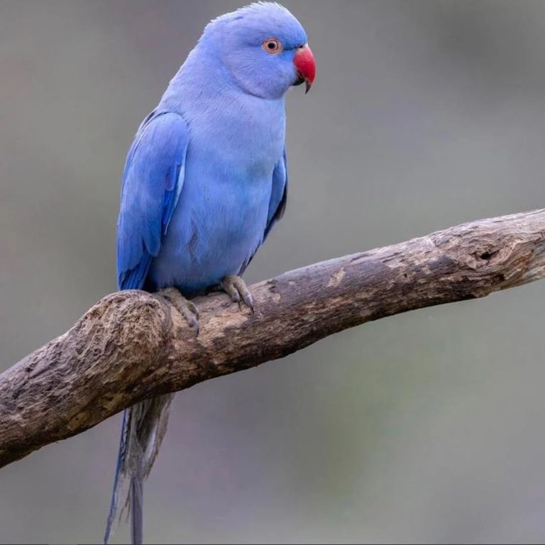 Top 25 Popular Parakeet Species (with Photos & Care Tips)