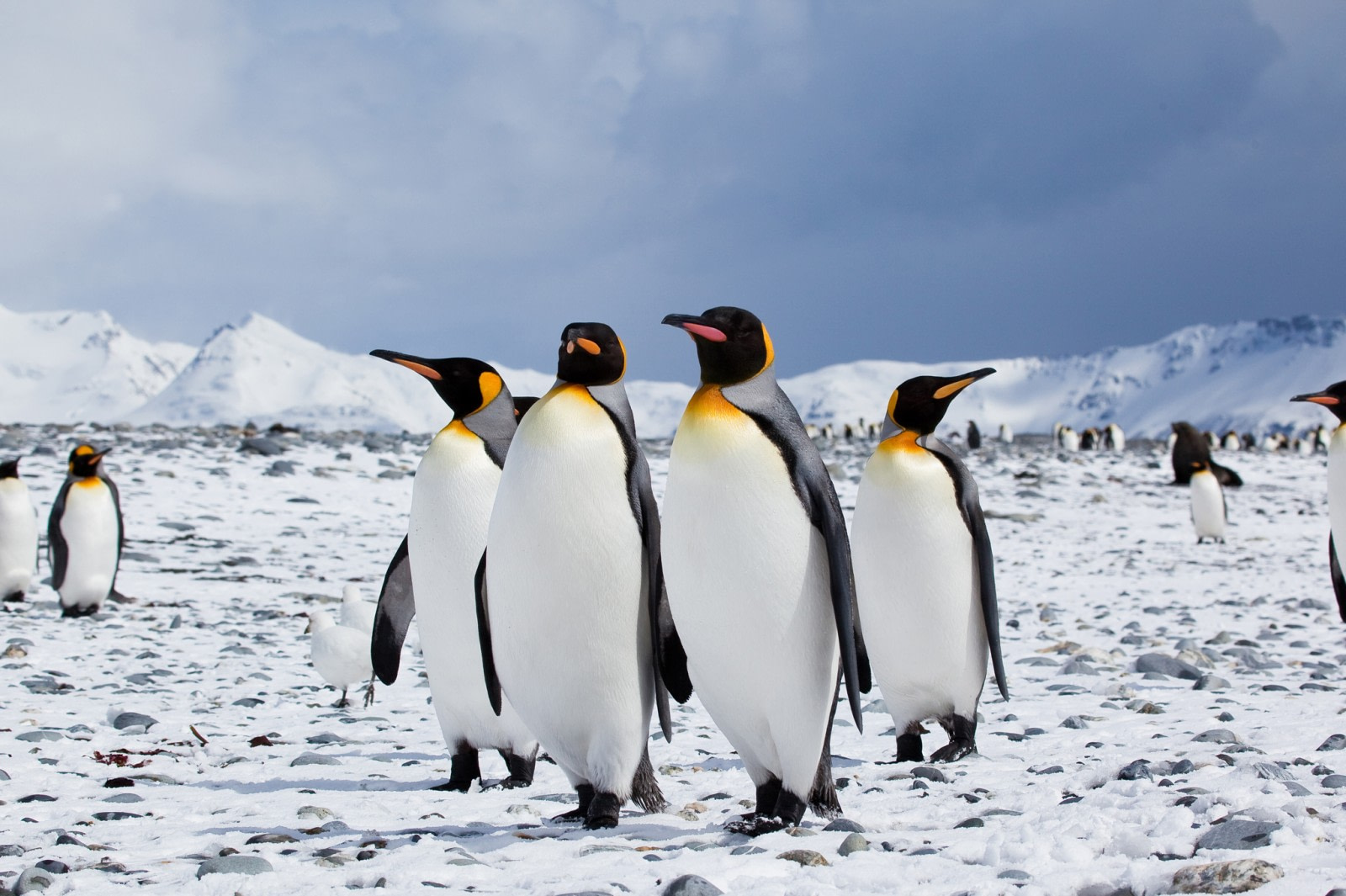 Not Just the Ice! Exploring All the Places Penguins Call Home