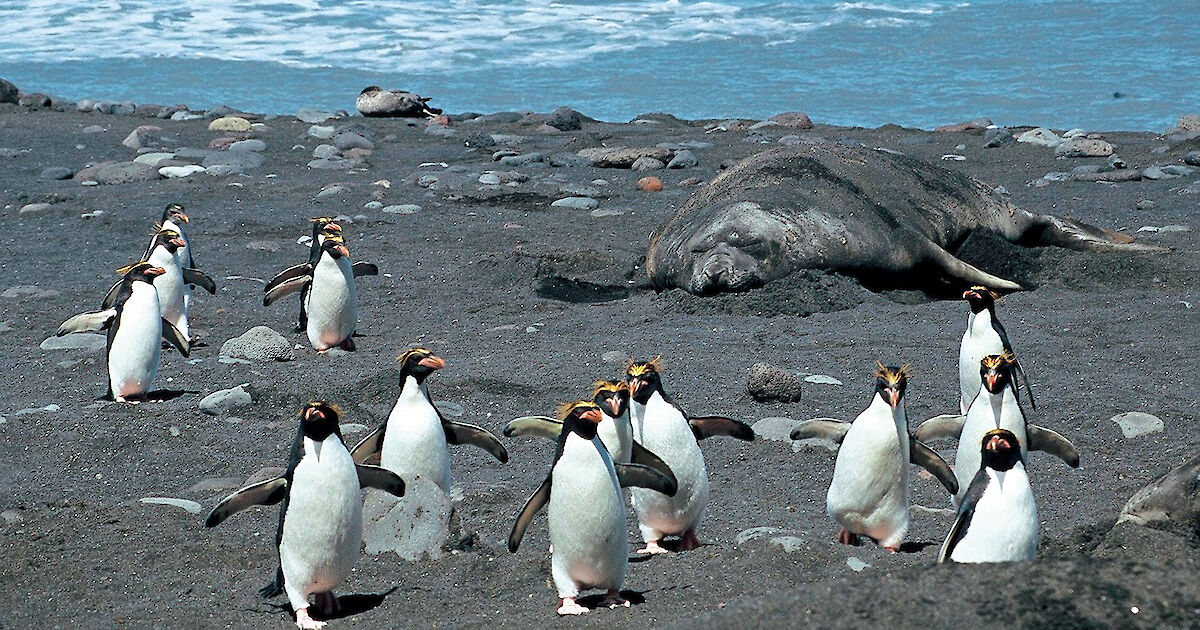 Not Just the Ice! Exploring All the Places Penguins Call Home