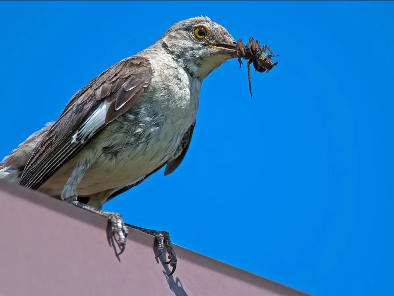 What Do Mockingbirds Eat? A Complete Guide to Their Feeding Habits Year ...