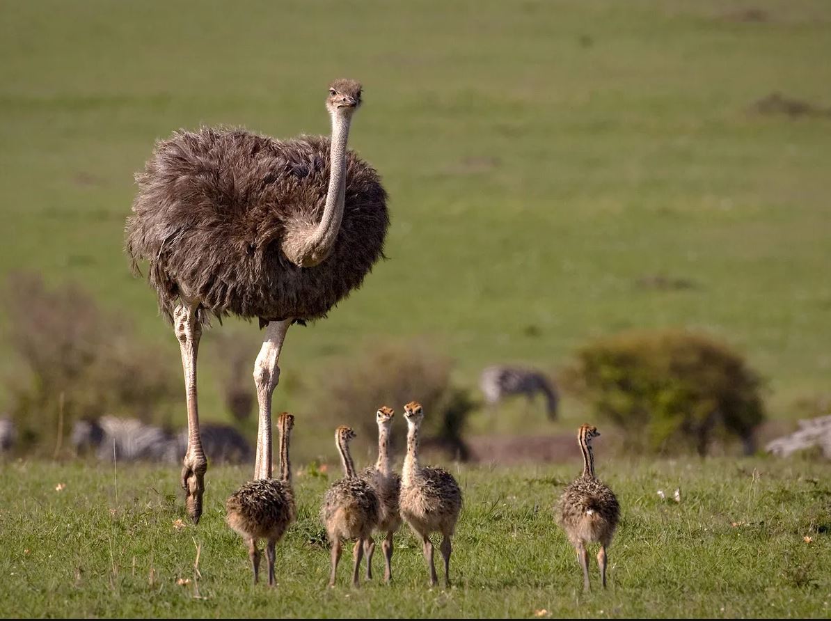 Baby Ostrich: What They Look Like, How They Grow, and the Challenges ...
