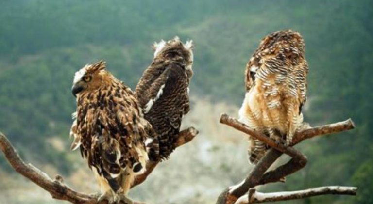 What Happens to an Owl Without Feathers? (With Real Photos)