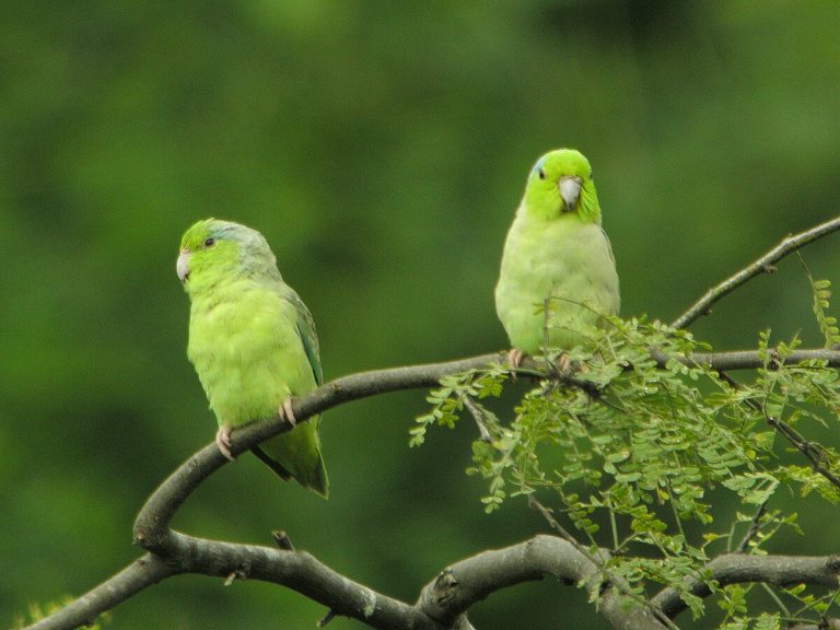 Top 25 Popular Parakeet Species (with Photos & Care Tips)